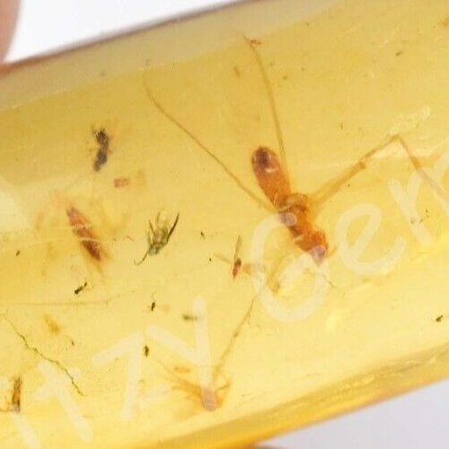 22.10 Ct Natural Tanzania Amber Fossil Insect Inclusion Cabo Certified ...