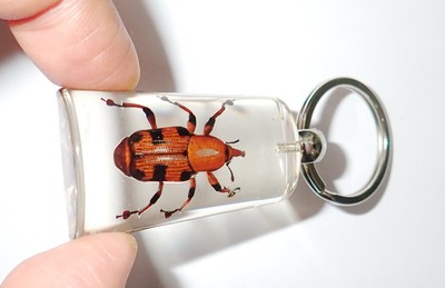Insect Resin Key Ring Bamboo Weevil Snout Beetle Amber Clear SK10A | eBay