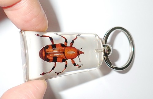 Insect Resin Key Ring Bamboo Weevil Snout Beetle Amber Clear SK10A | eBay