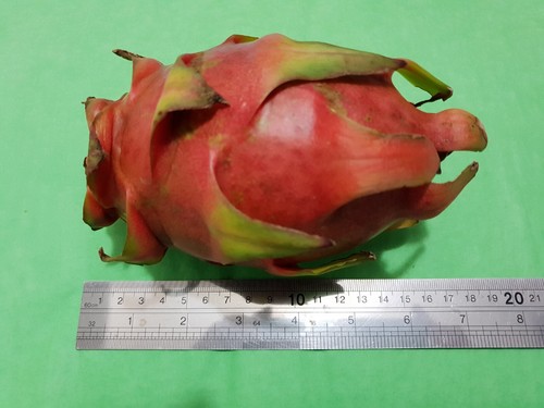 Columbian Sweet Red Dragon Fruit X 2 Cuttings(Red fleshed) Large fruit ...