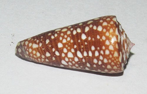 40 mm DARK Conus Nobilis Victor Cone Seashell GREAT PATTERN Combine ...