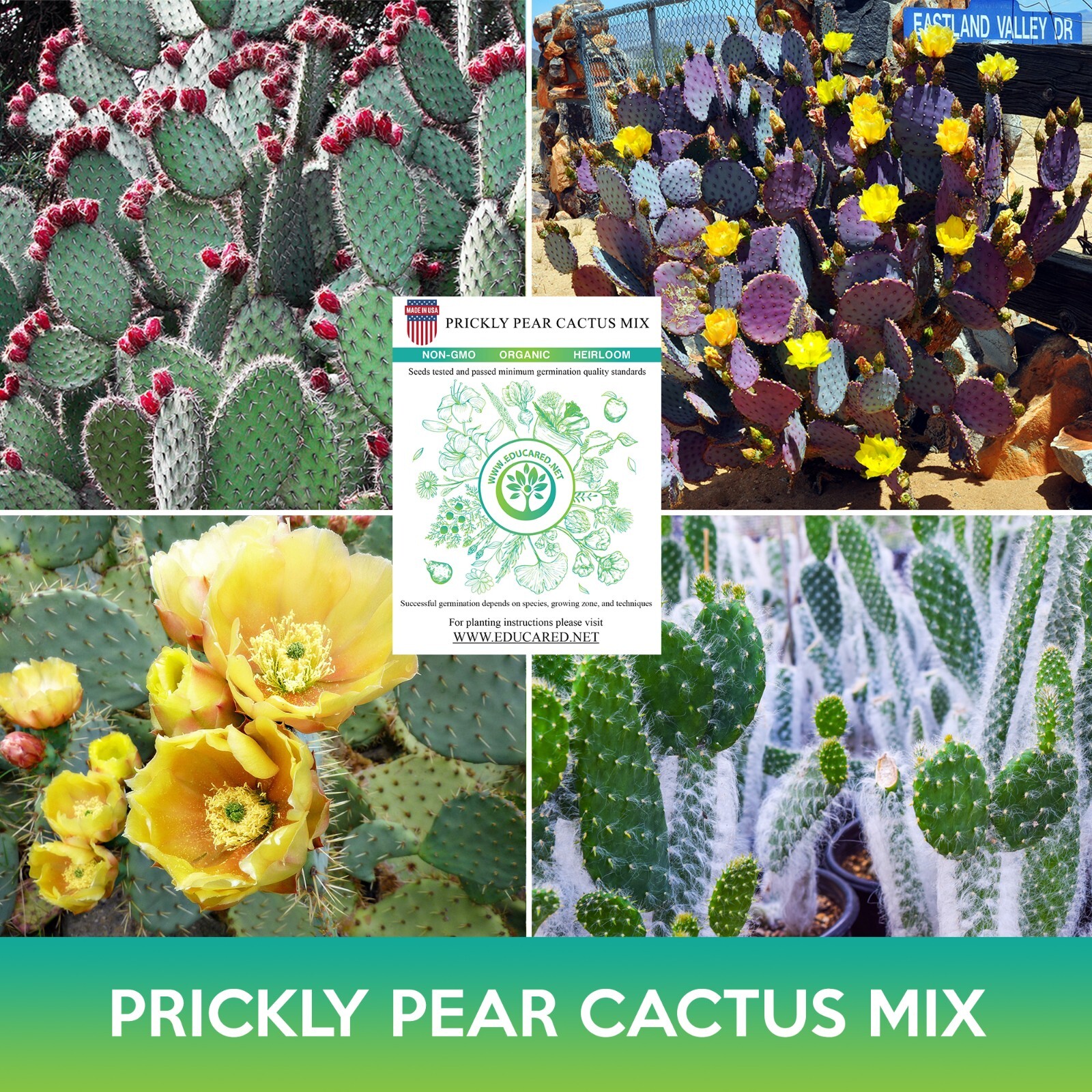 Prickly Pear Cactus Mix Seeds, Opuntia | eBay