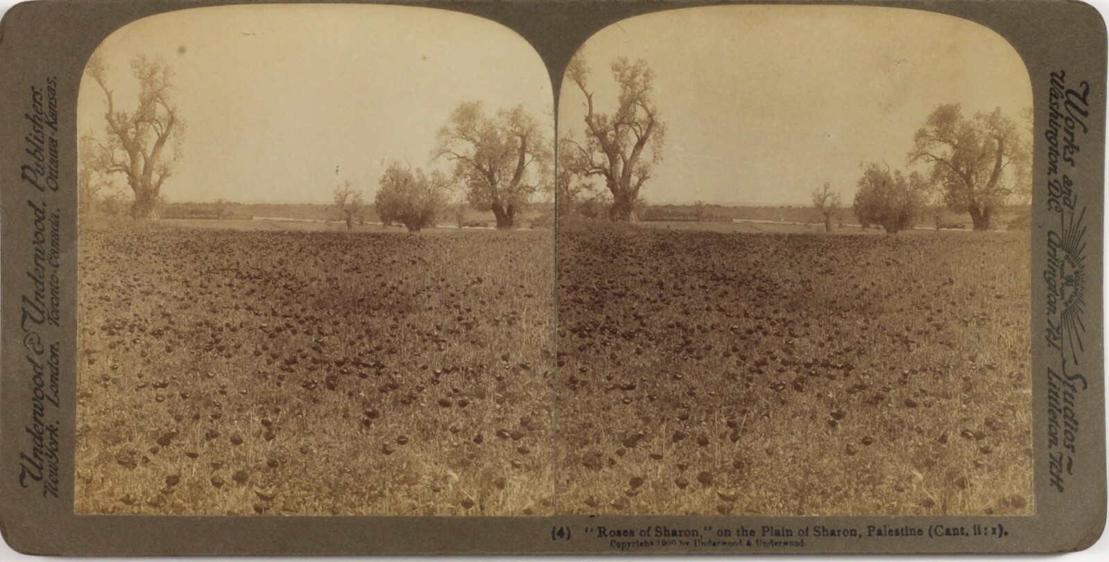 Palestine Israel Sharon Field Of Roses, Photo Stereo Vintage Analogue ...