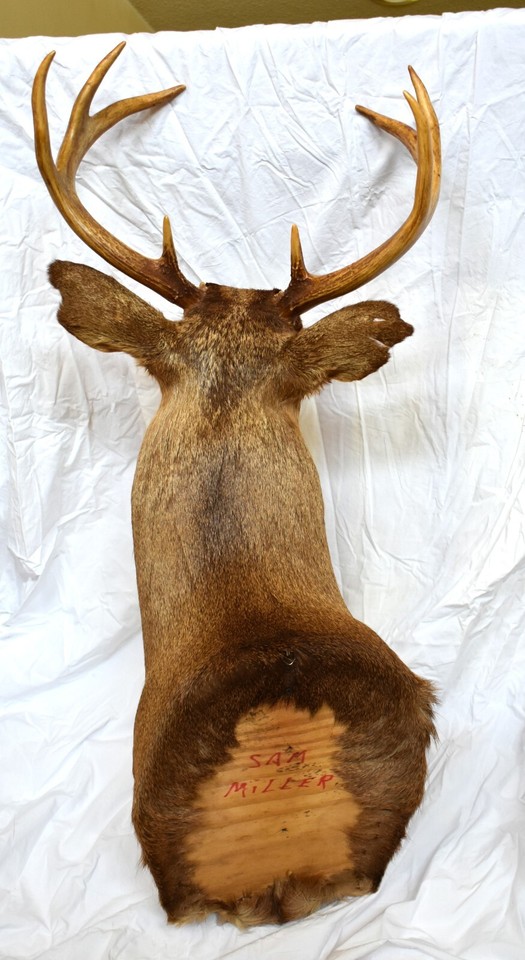 8-Point Whitetail Deer Real Wild Fighting Stag in Rut Shoulder Mount | eBay