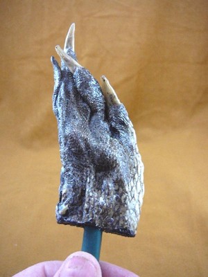 (g627-8) LARGE 4" Gator FOOT Back Scratcher PAW ALLIGATOR backscratcher ...