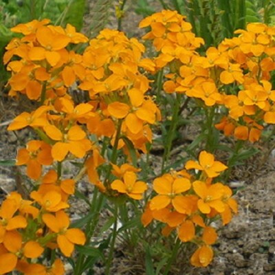 Wallflower 'Golden Bedder' / Erysimum cheiri / Golden Yellow Flowers ...
