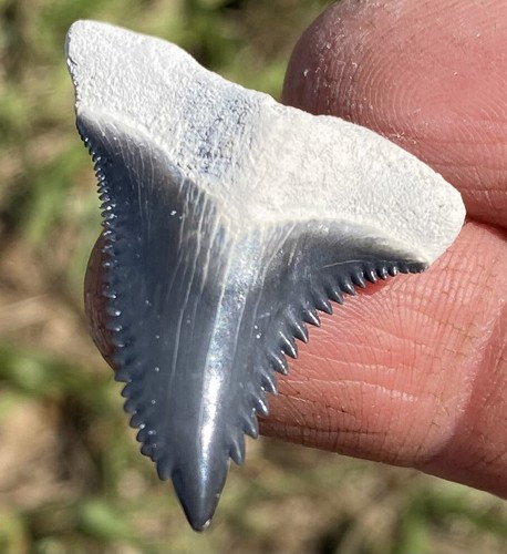 Bone Valley Hemipristis Shark Tooth 1.41in | eBay