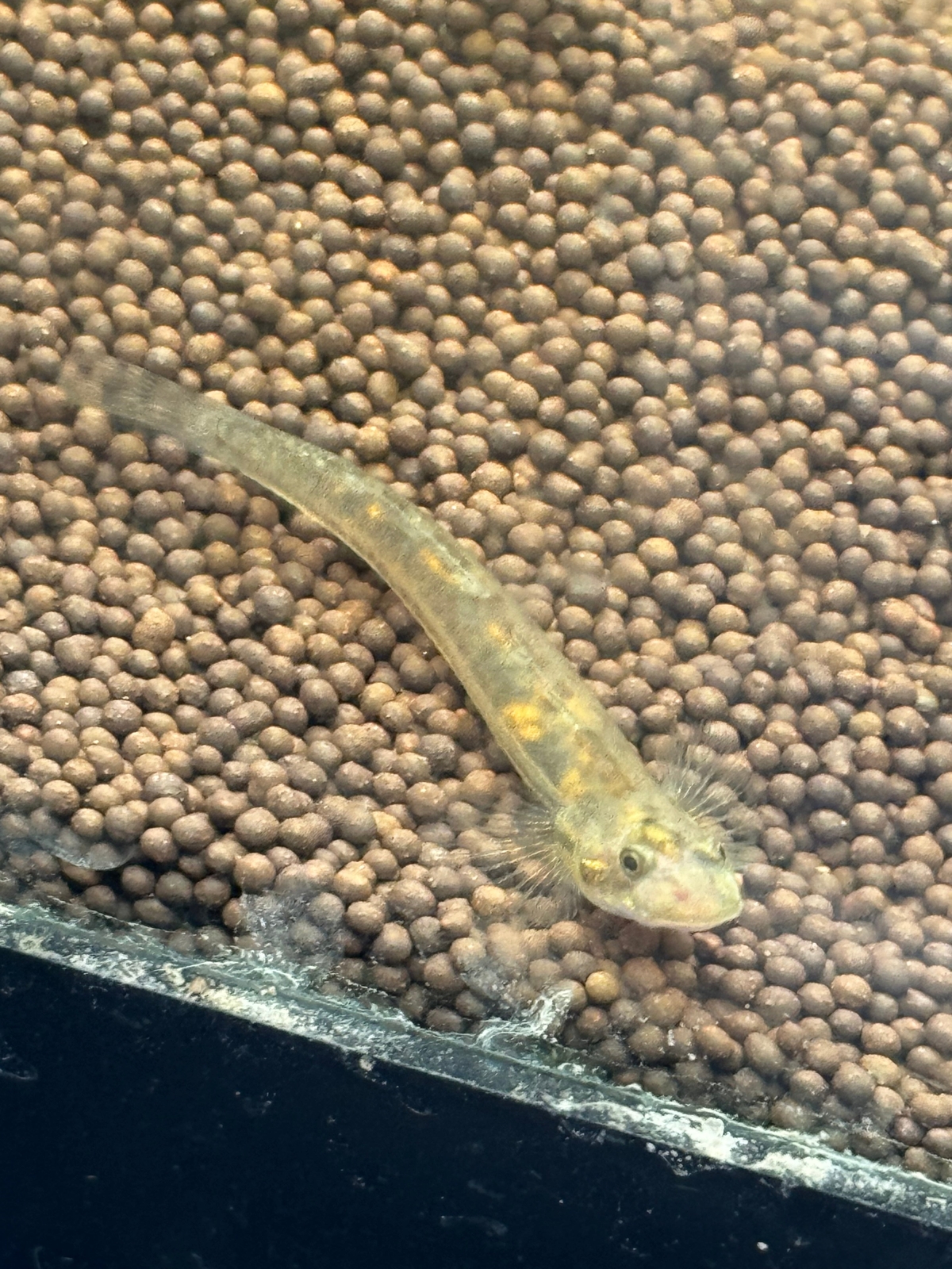 One Stiphodon Glass Goby | eBay
