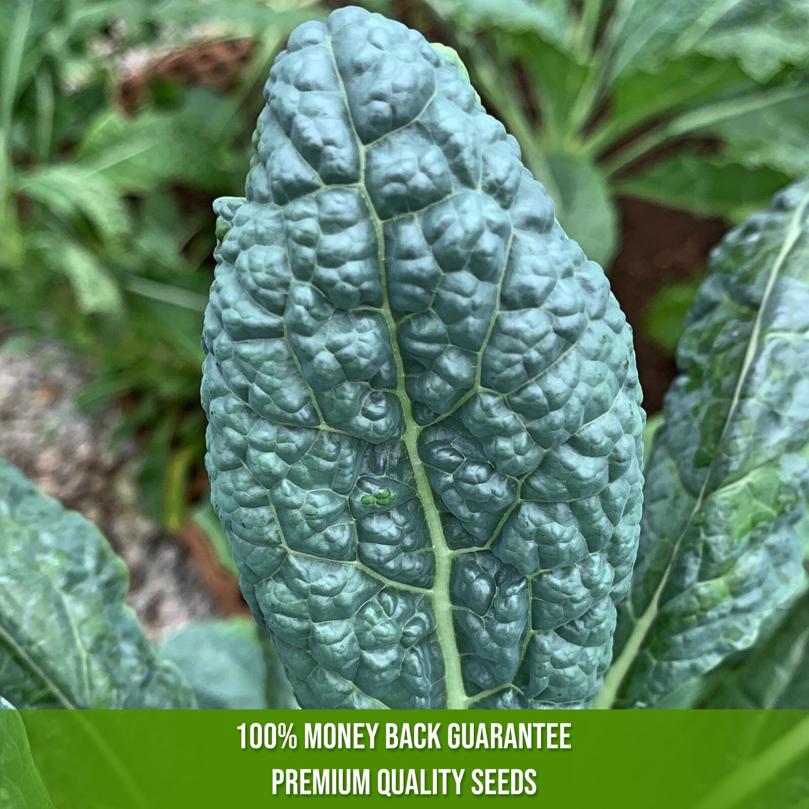 KALE CAVOLO NERO (TUSCAN KALE) 115+ Seeds VEGETABLES CAVOLO NERO(TUSCAN ...