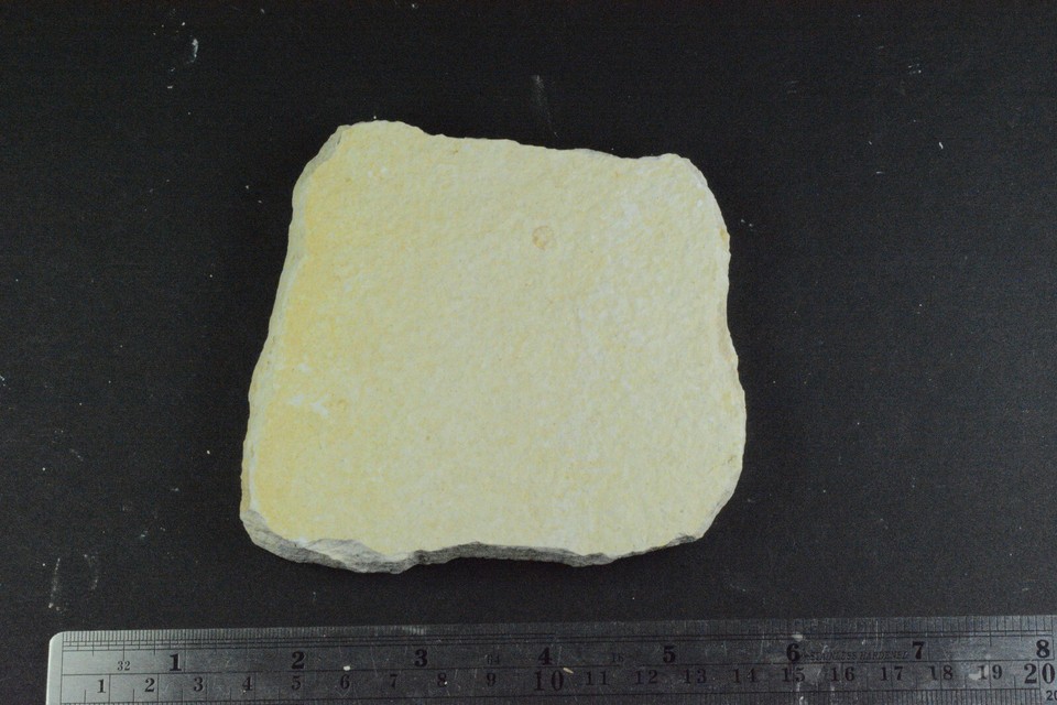 Hiodon falcatus, Mooneye, Fossil Fish, Green River Formation, Wyoming ...