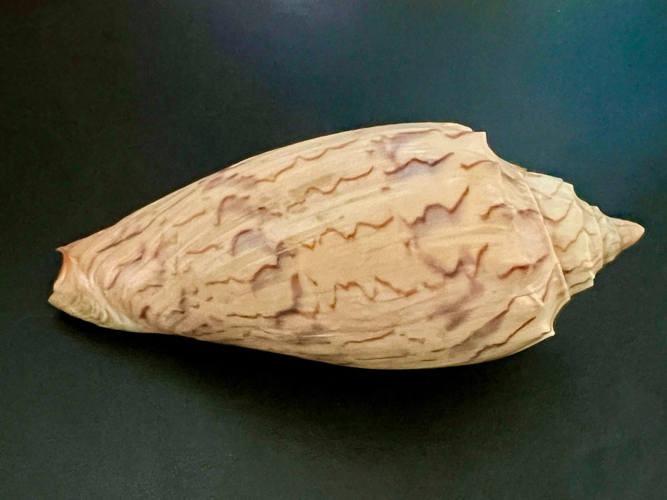 VOLUTA "AMORIA" HUNTERI: BEST DEAL ON EBAY FOR SIZE & GRADE @ 129.91MM! | eBay