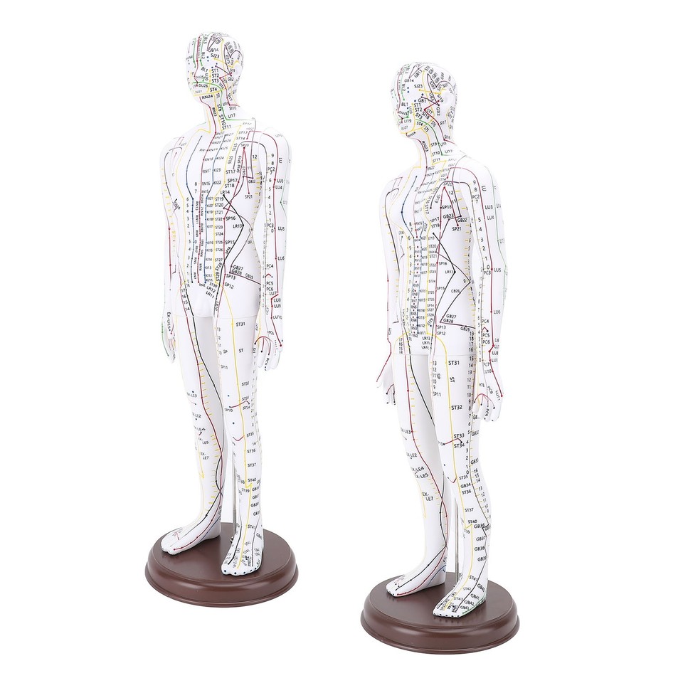 52cm Acupuncture Model Human Body Model Full Body Acupuncture Model ...