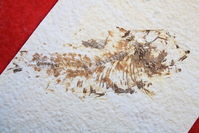 Eocene Green River Shale fish fossil on matrix - Knightia alta #33 ...