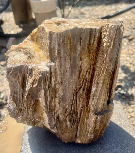 Best Rare Unique Petrified Wood For Sale Online | eBay
