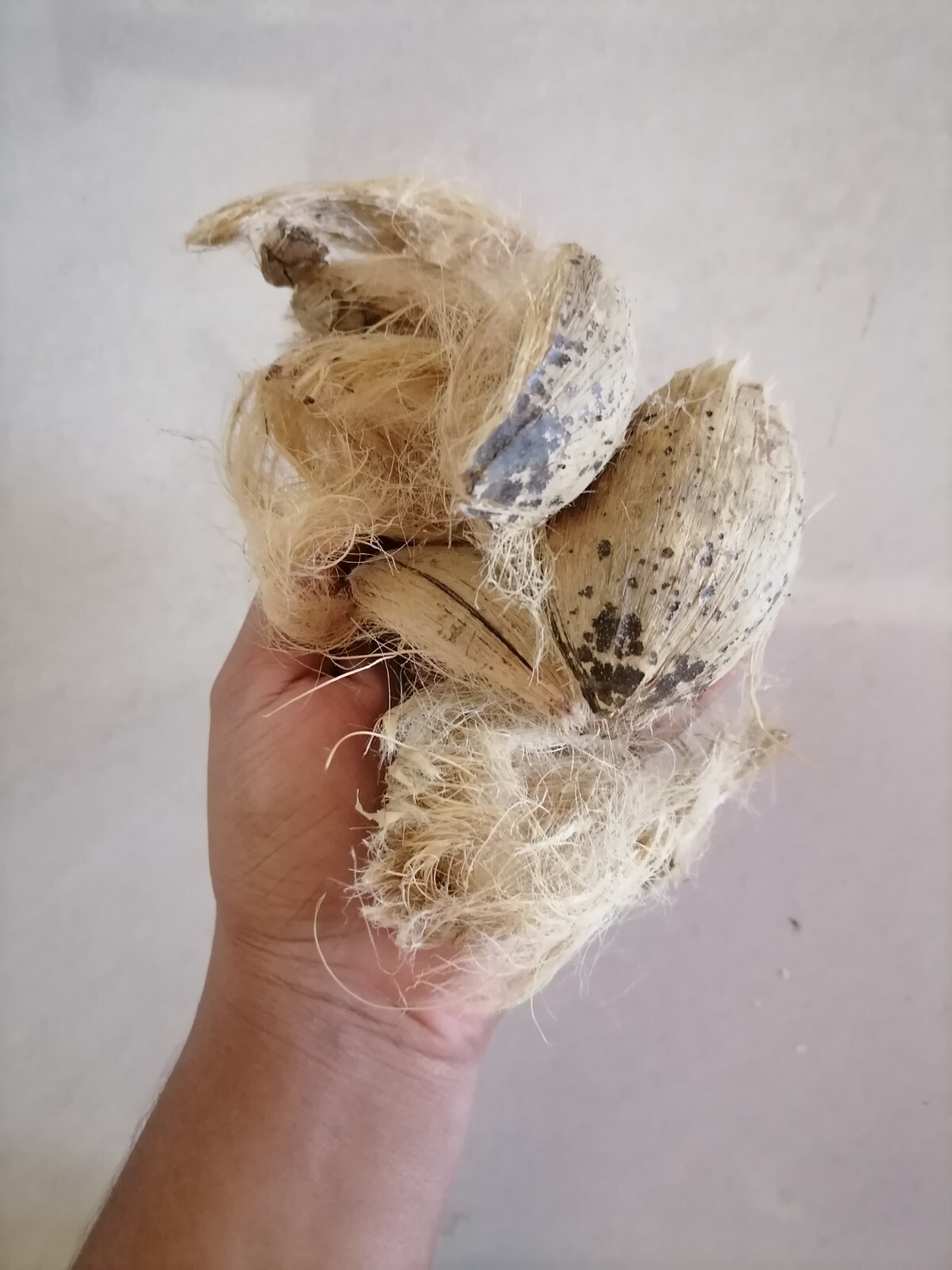 Ceylon Dried Organic Natural Areca Nut Husk Fiber Peel off Agriculture ...