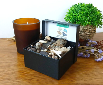 Large Fossil Box Selection 80 Shark Teeth Ammonite Gastropod Trilobite ...