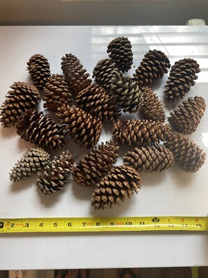 Pine Cones, 20+ Assorted Cones Included | eBay
