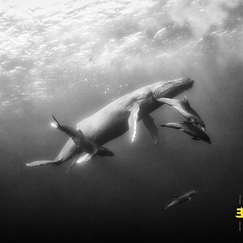 KEVIN AND LOUEKE,LIONEL HAYS - HOPE CD NEW! | eBay