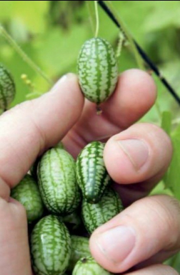 Cucamelon Mouse Melon Kids Love Growing Mini Melons 25 Seeds Organic ...