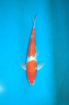 14" Doitsu Kohaku A** Koi Carp Direct from the farm! | eBay