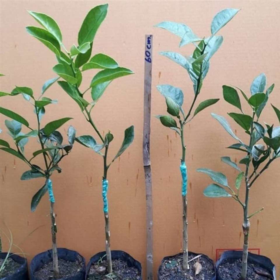 Dekopon Orange Grafted Plant Sumo Shiranui Mandarin Fruit Tree Tall 24 ...
