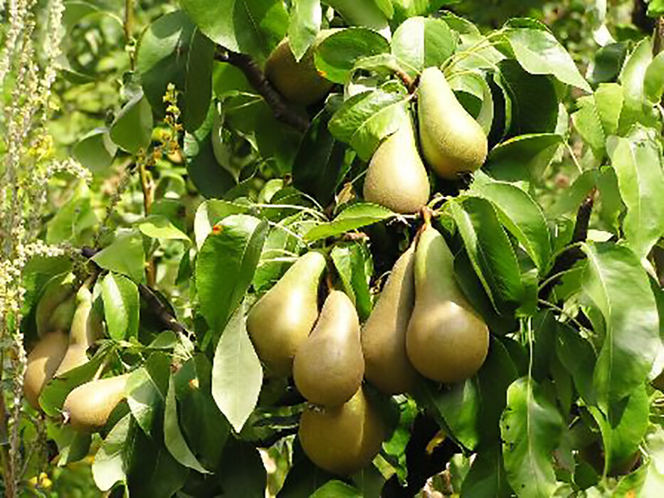 Bartlett Pear, Pyrus communis, ‘Bartlett’, Tree Seeds (Fast, Edible ...