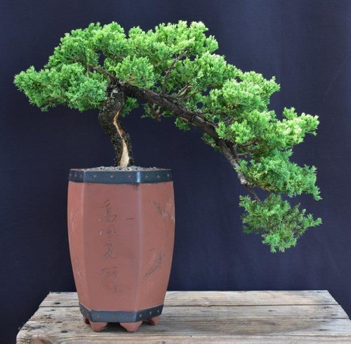 Juniper Bonsai Tree Live Plant Cascade Style Juniper Procumbens Nana 8 ...