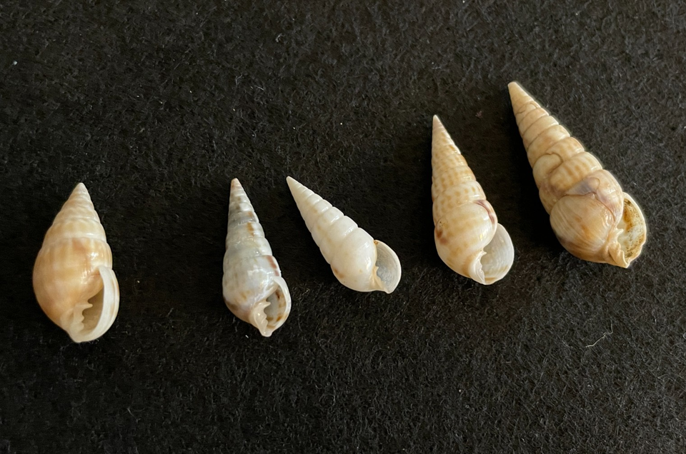 Milda ventricosa Guérin 20 mm & Longchaeus maculosus Lamarck 20 mm - 29 mm Fiji | eBay