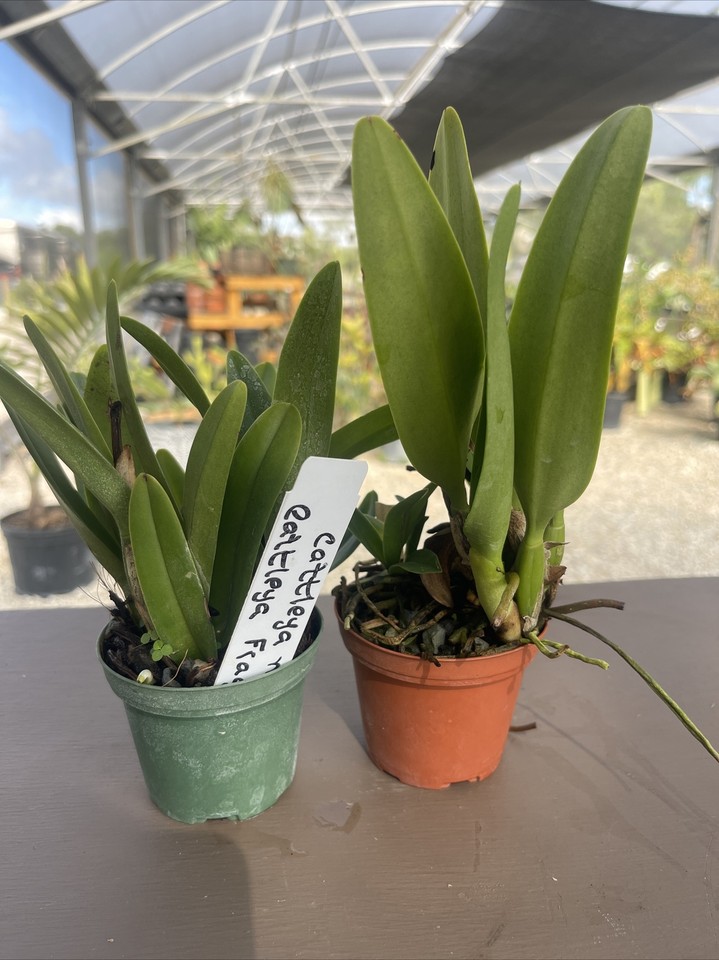 Orchid live Fragrant Cattleya Mini Cattleya- potted | eBay