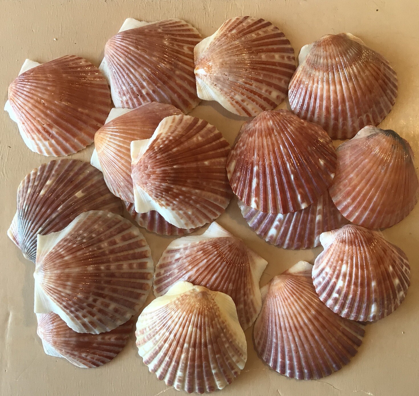 15 Lg Bay Scallop Seashells Hand Picked Washed & Polished Sanibel ...