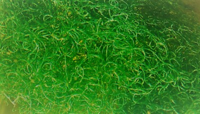 Marine Aquarium Chaetomorpha/ Macro Algae Plant Reef Refugium Coral ...