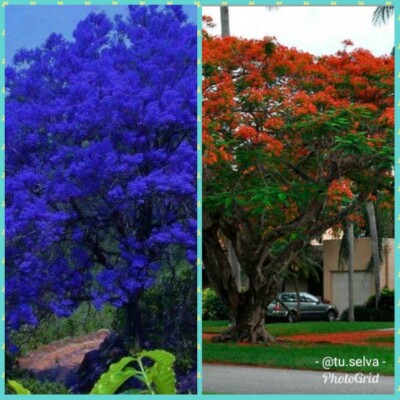 20 Semillas de Flamboyan Y 20 De Jacaranda Azul | eBay