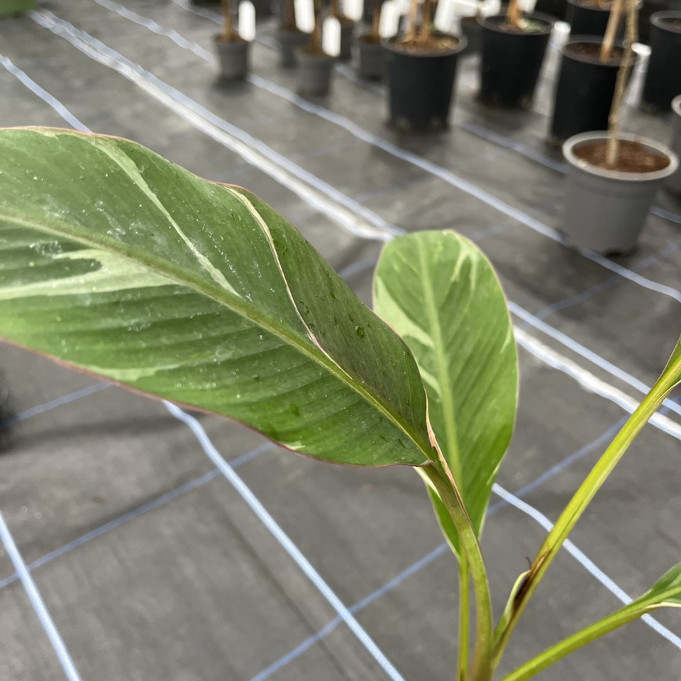 Musa Nono - Rare and exotic Pink variegated Banana 10.5cm pot 25cm Stem ...