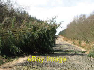 Photo 6x4 Fallen trees on the track through the plantation on Black ...