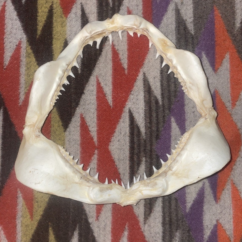Vintage 1980s Complete Juvenile Mako Shark Jaw Teeth Authentic Tooth 10 ...