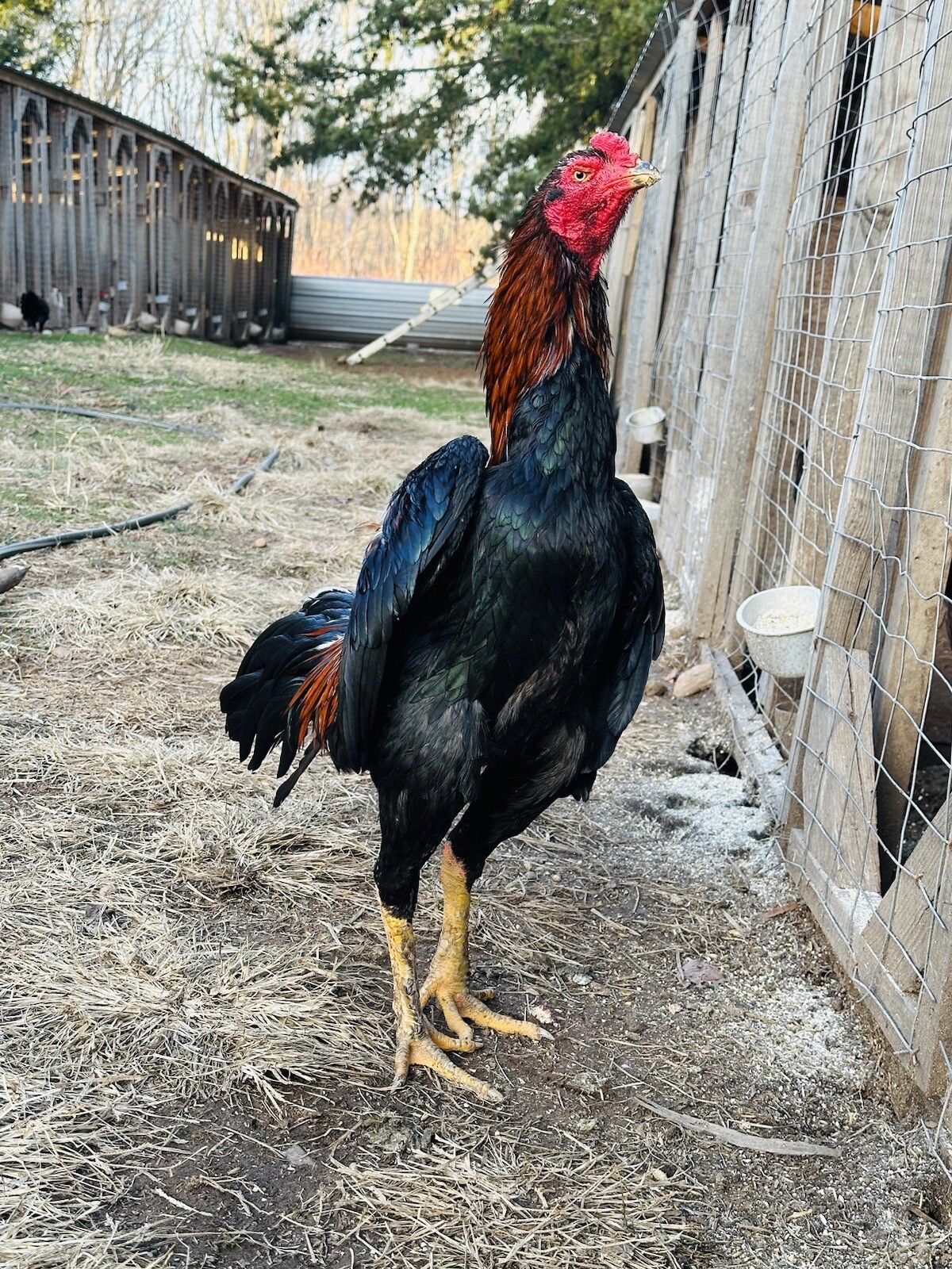 Thai Asil/Aseel Hatching Eggs | eBay