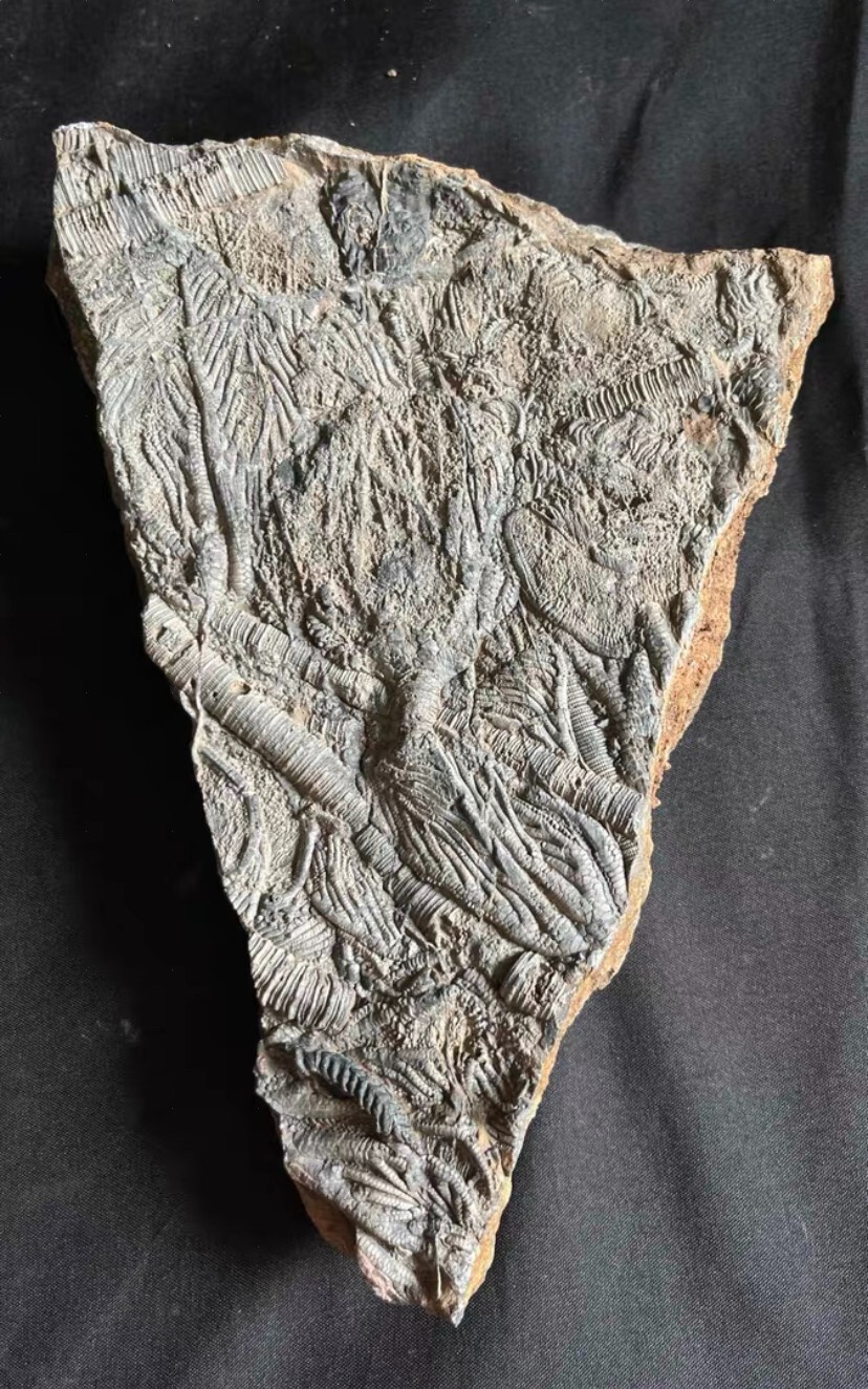 Fossils of crinoids Natural Devonian prehistoric Jurassic biota ...