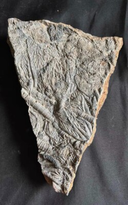 Fossils of crinoids Natural Devonian prehistoric Jurassic biota ...