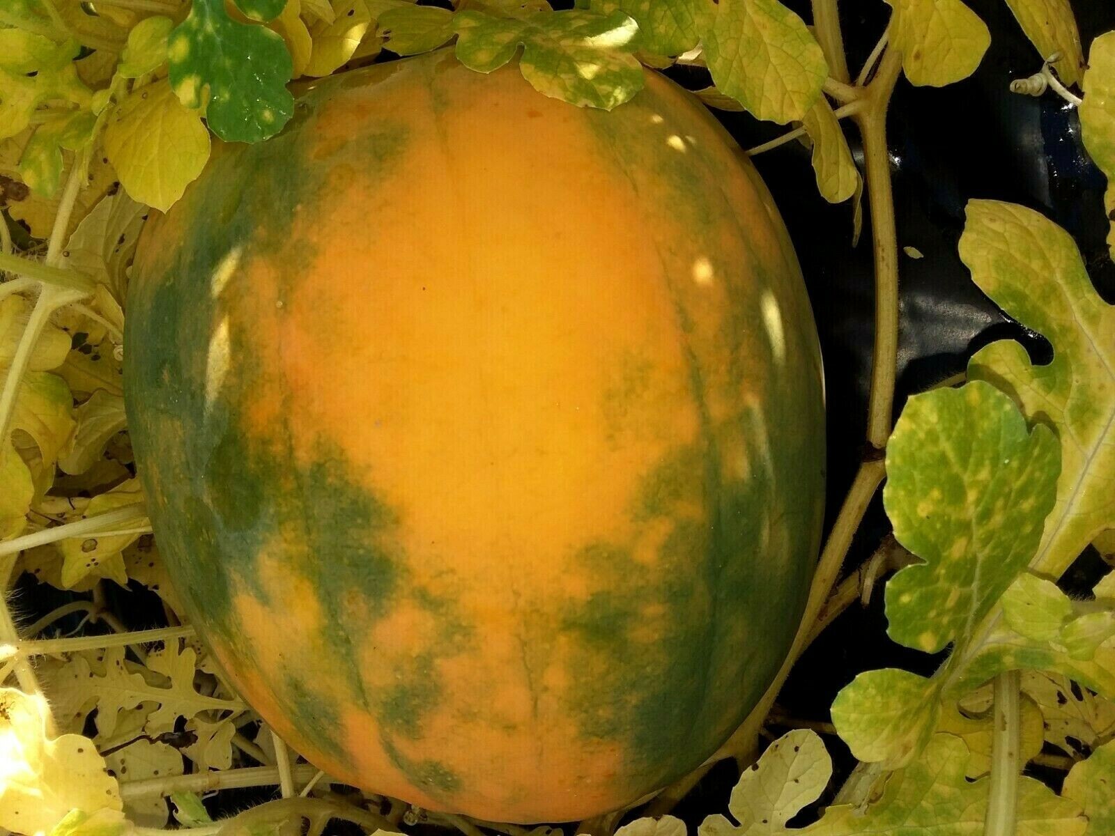 Royal Golden Watermelon Seeds | eBay