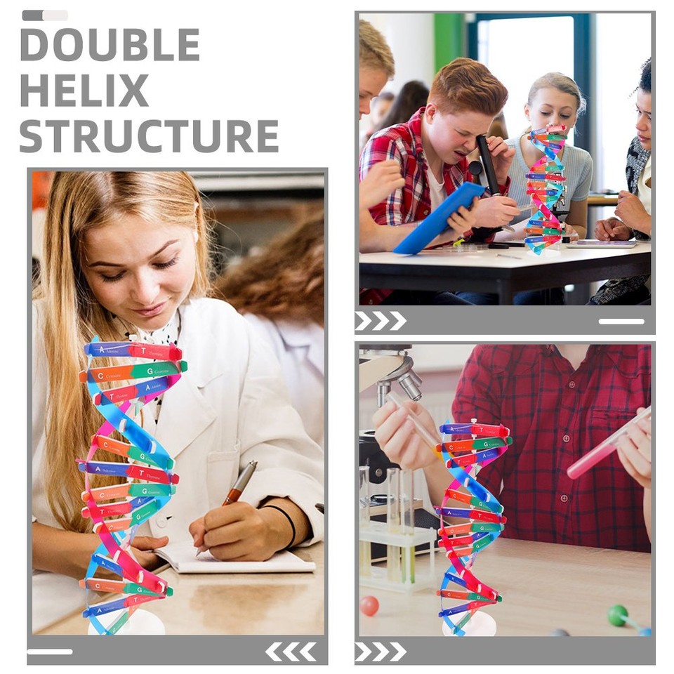3 Pcs Components Dna Science Model Molecular Kit Double Helix Biology ...