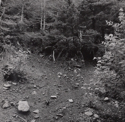 NATURE Rocky Forest Path with Trees 1980 Gelatin Silver Photograph | eBay