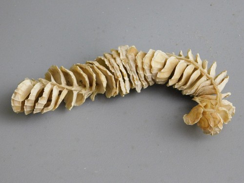 WHELK EGG SAC CASING SPECIMEN NATURAL BEACH DECOR CRAFTS AQUARIUM CONCH ...