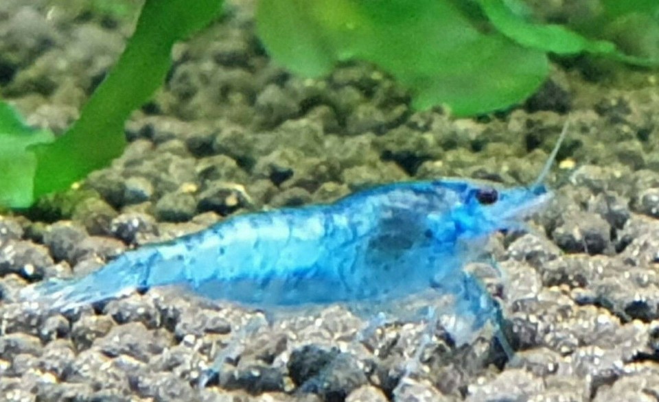 10+1 Blue Jelly Shrimp Freshwater Neocaridina Aquarium Shrimp. Live ...