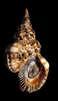 SHELL CONCHIGLIA CHARONIA VARIEGATA mm.290+ with operculum BRAZIL | eBay