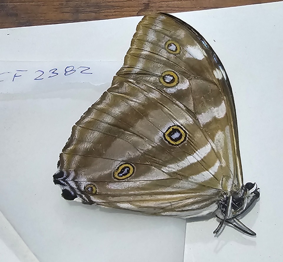 2382 Nymphalidae | eBay