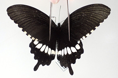 PA16684. Insects, butterflies: Papilio sp. South Vietnam. | eBay