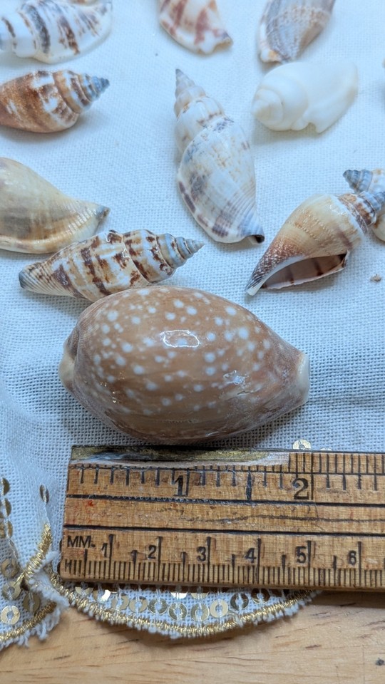 ASSORTED VINTAGE 70 Piece Seashell LOT Cyprus Tigris SHELLS Gastropoda Canarium | eBay