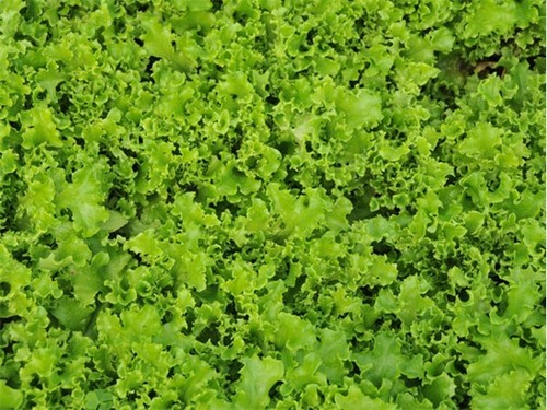 Tango Leaf Lettuce Seeds 600+ Vegetable Garden Heirloom NON-GMO US FREE ...