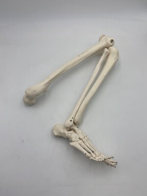 3B Scientific *Right* Spare Leg (unpainted) for hanging Skeleton ...