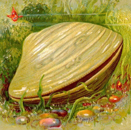 c.1910 Anthropomorphic Clam Face Shell Goldfish Humor Postcard Under ...